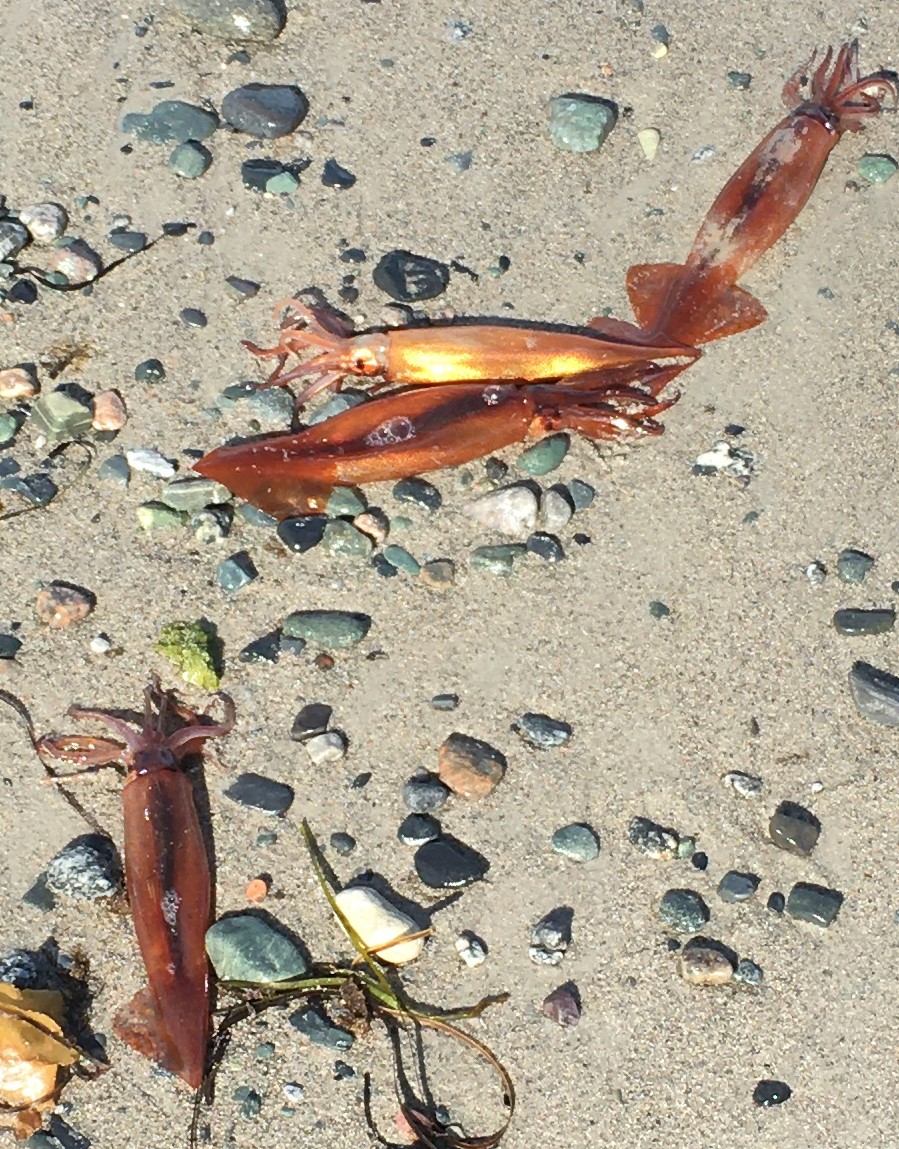 Catching Squid – Ode to Newfoundland